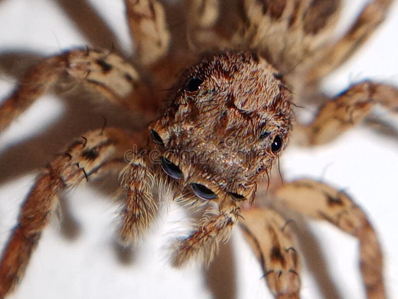 A Spider Appears Here. it is Brown in Color. Stock Image - Image of ...