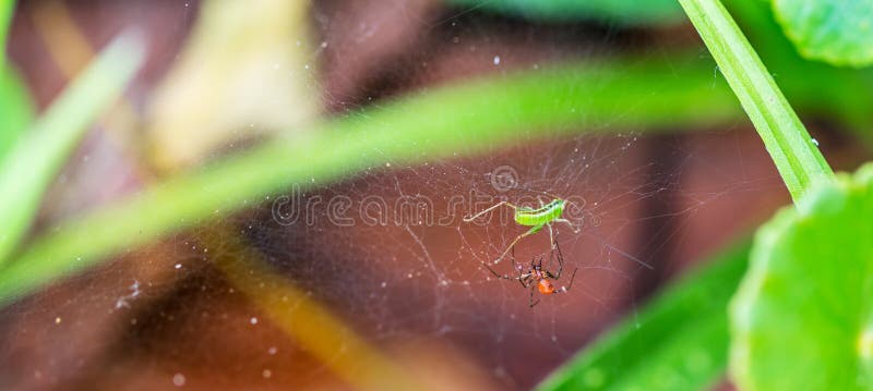 Spider Approaching Its Prey Caught in the Spiderweb Stock Photo - Image ...