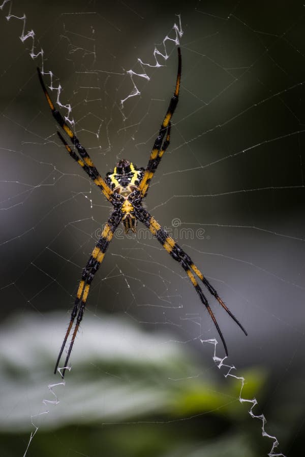 Spider, Arachnid, Yellow Garden Spider, Orb Weaver Spider Picture ...