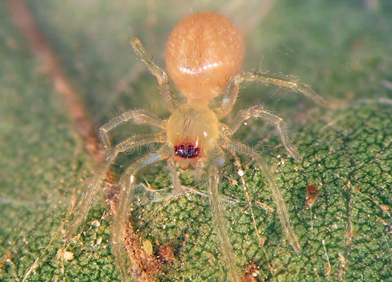 Spider on a Green Leaf in Nature Stock Photo - Image of isolated ...