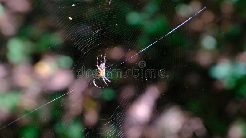 Spider Araneus Close-up on a Web Against a Background of Green Nature ...