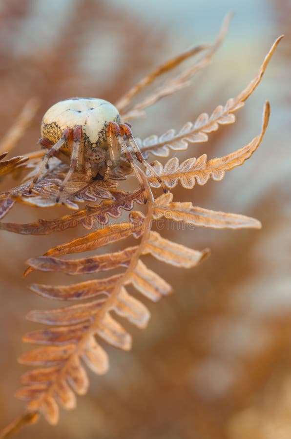 Spider Araneus Marmoreus on Old Dry Fern Stock Photo - Image of spooky ...