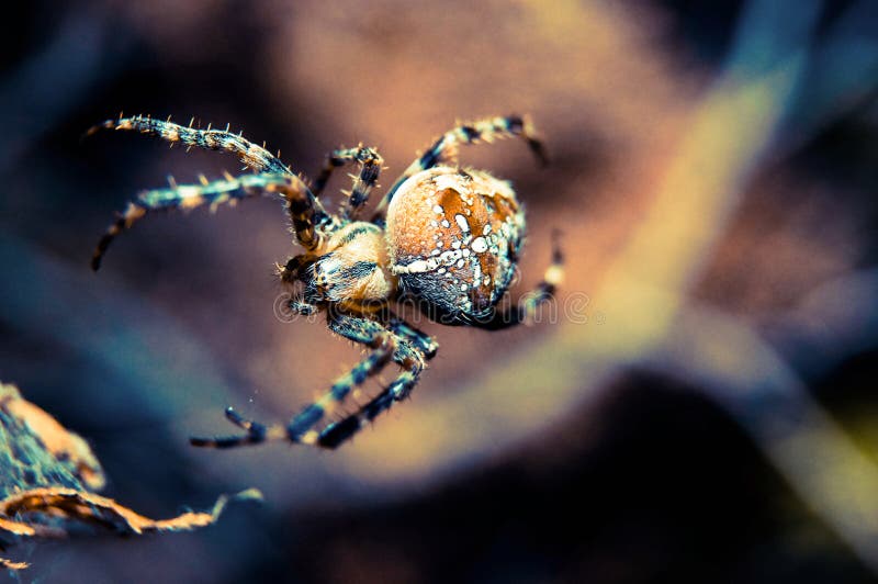 Spider Araneus stock image. Image of araneus, street - 86093169
