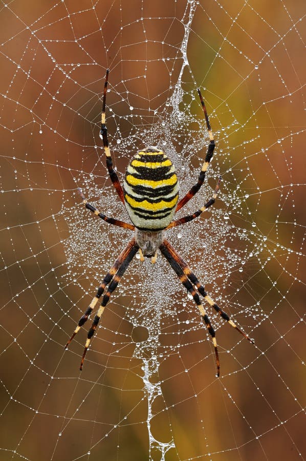 Spider Argiope stock photo. Image of nature, macro, arachnophobia ...