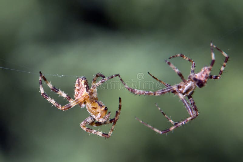 Spider on the attack stock photo. Image of macro, animals - 6396260