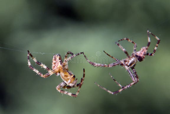 Spider on the attack stock photo. Image of macro, animals - 6396260
