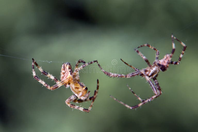 Spider on the attack stock photo. Image of macro, animals - 6396260