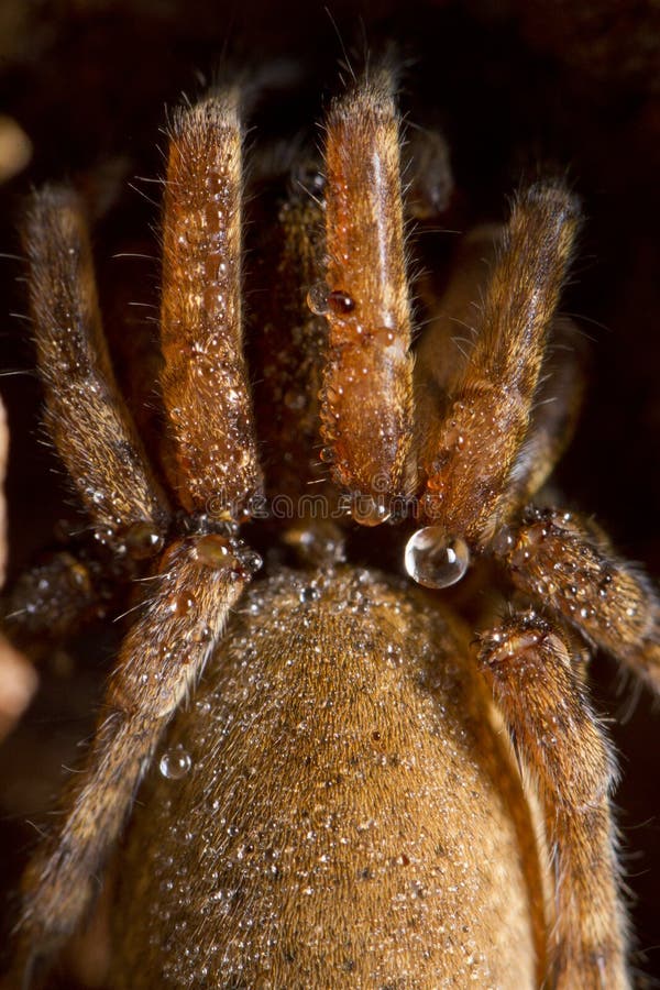 270 Spider Position Photos - Free & Royalty-Free Stock Photos from ...