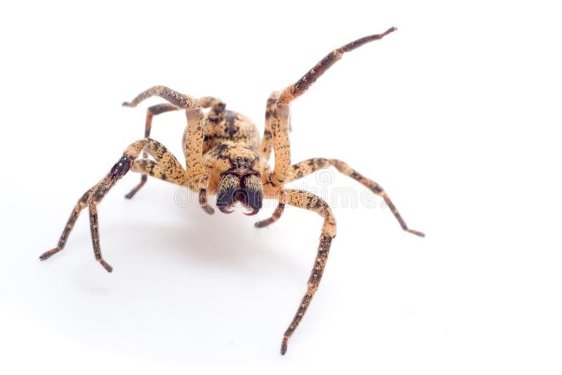 Spider Attacking Royalty Free Stock Photography - Image: 3583287