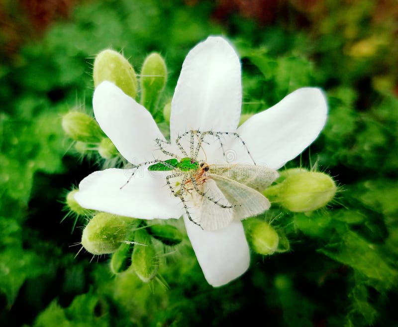 Spider Predator and Moth Prey Stock Photo - Image of moth, helpless ...