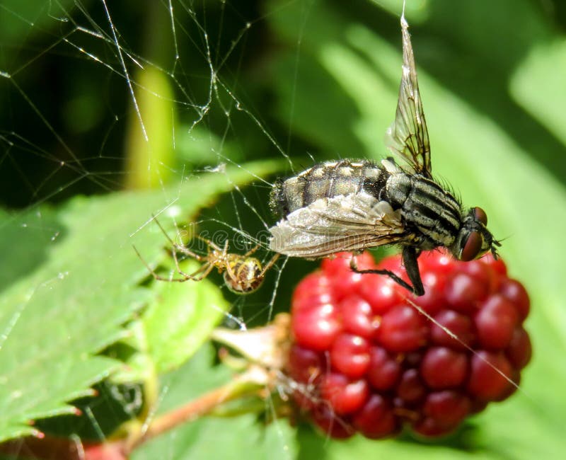 The Spider and Fly Close Up Stock Photo - Image of fauna, pest: 264423746