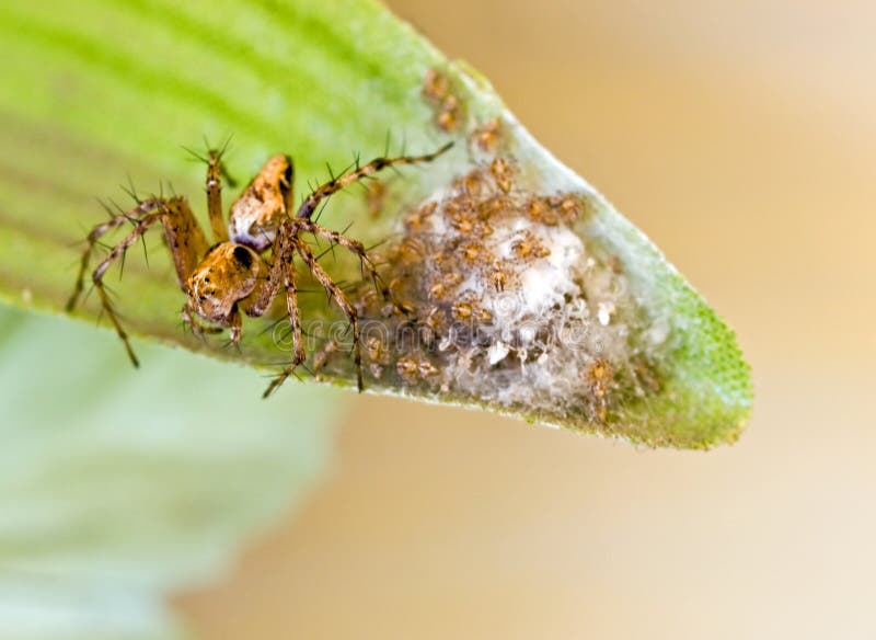 Spider and Babies stock photo. Image of home, brown, house - 31361600