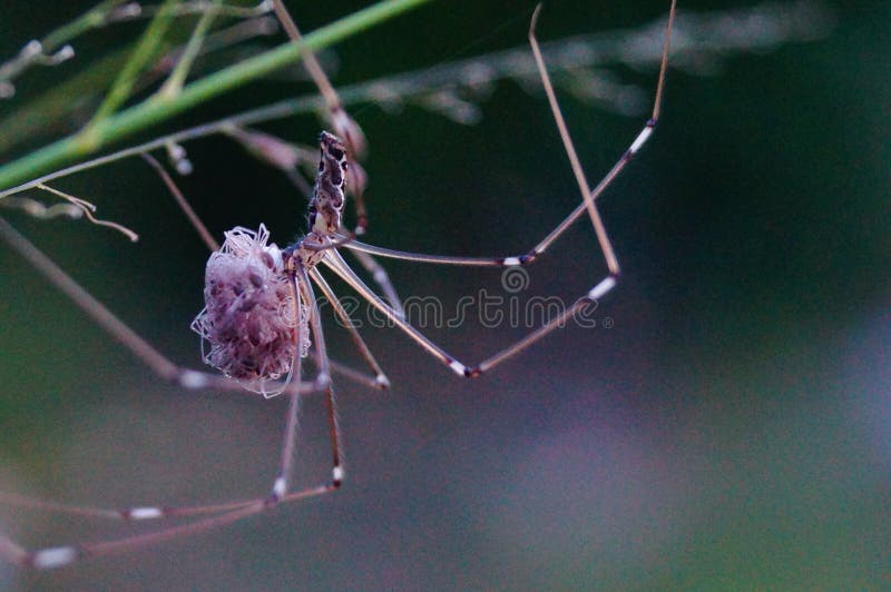 Spider carrying babies stock photo. Image of insect - 112787612