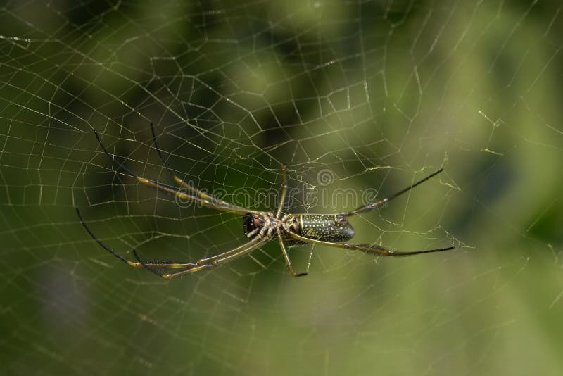 Spider stock photo. Image of park, zoology, pattern, nature - 31232232
