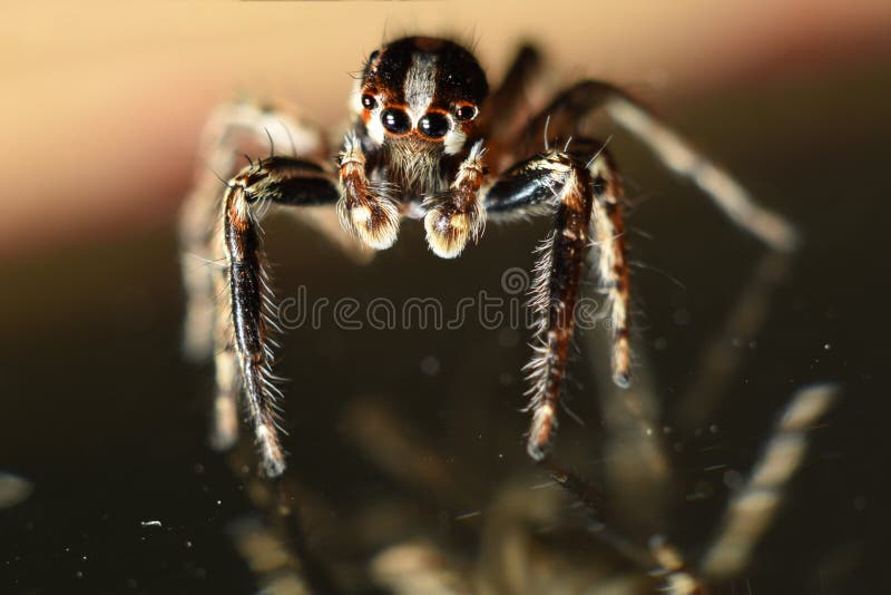 Spider Mic Stock Photos - Free & Royalty-Free Stock Photos from Dreamstime