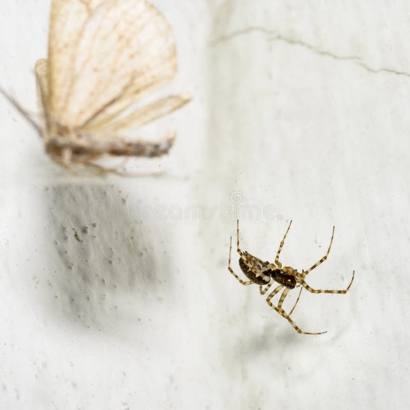 Close Up View of a Spider on the Background of a Wall and a Butterfly ...