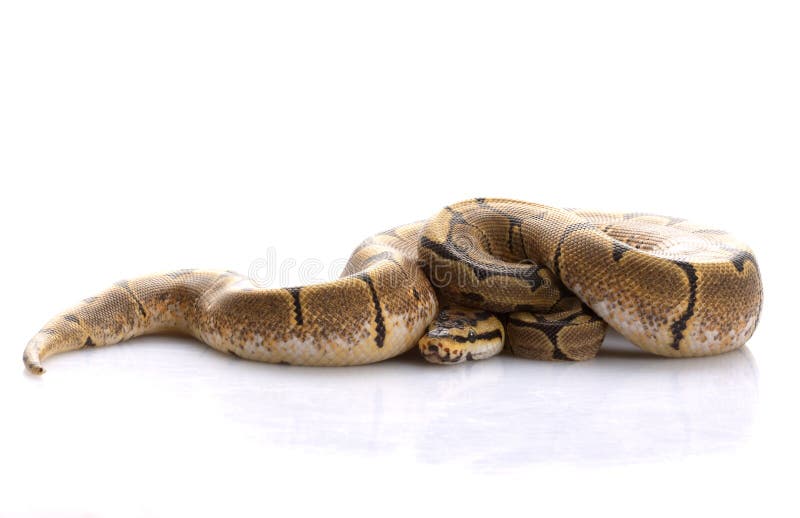 Spider Ball Python stock photo. Image of exotic, wildlife - 7906158