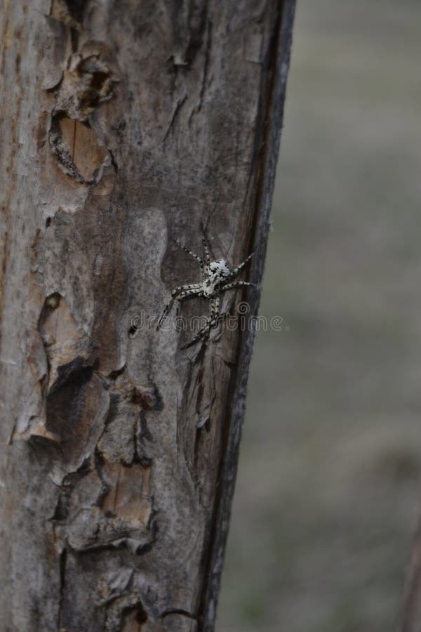 Spider stock image. Image of tree, loveliness, spinner - 94460557