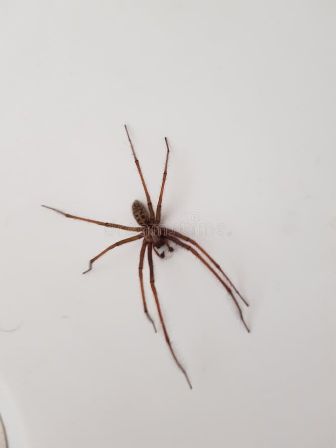 108 Bath Spider Stock Photos - Free & Royalty-Free Stock Photos from ...