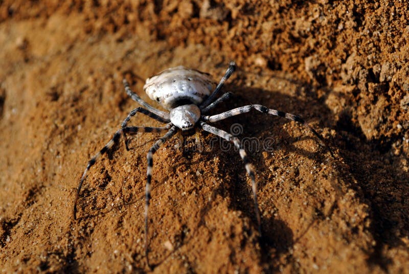 Spider on the beach. stock photo. Image of spider, sand - 60790624