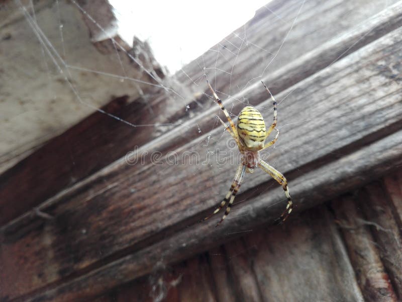 Spider stock image. Image of yellow, spider, beautiful - 81285795