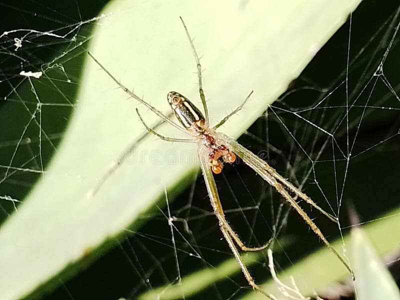 Spider with Beautiful Patterns Stock Photo - Image of nature, beautiful ...