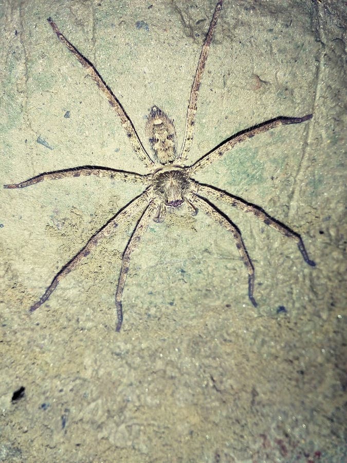 Spider stock image. Image of wildlife, nature, night - 118431421