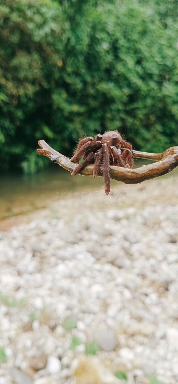 Spider stock photo. Image of spider, ganda, subrang - 200262720