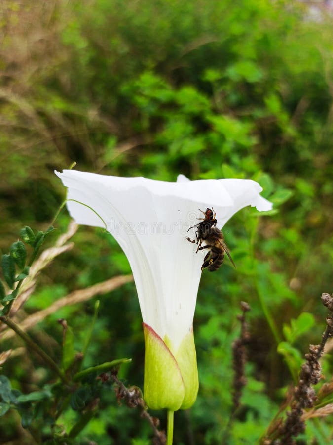 Spider and bee stock photo. Image of nature, insects - 185332916