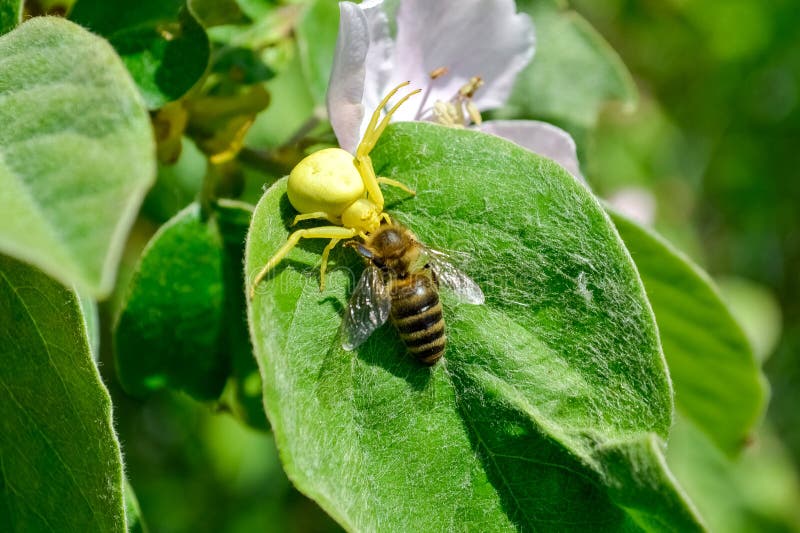 The spider and the bee stock photo. Image of leaf, bite - 315025754