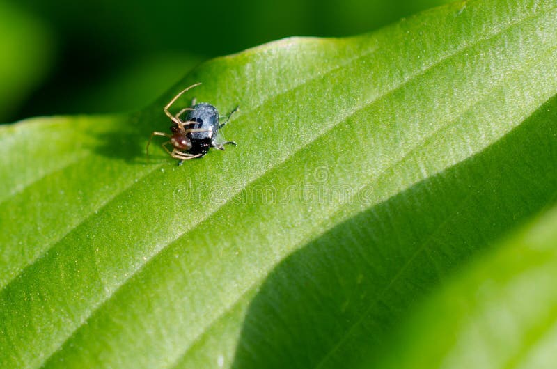 Spider Beetle, Ptinus Raptor Stock Photo - Image of entomology, nature ...