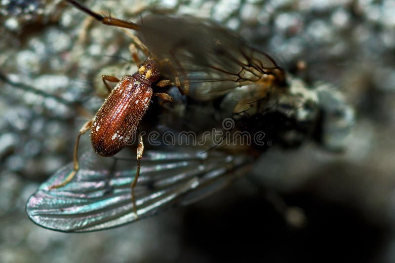 Spider Beetle, Ptinus Raptor Stock Photo - Image of entomology, nature ...