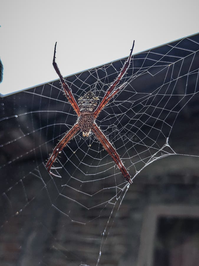 Spider behind the house stock photo. Image of spider - 264872496