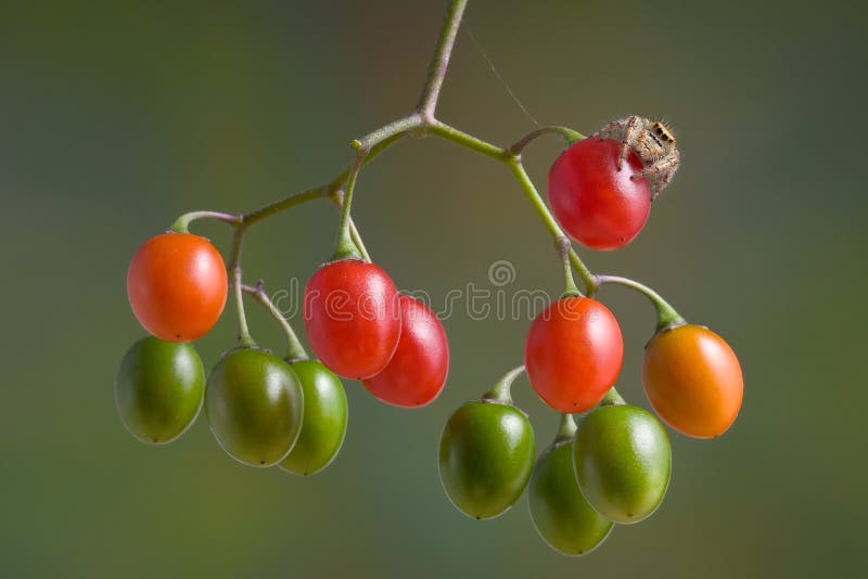 Spider on berries stock photo. Image of unusual, nature - 15976306