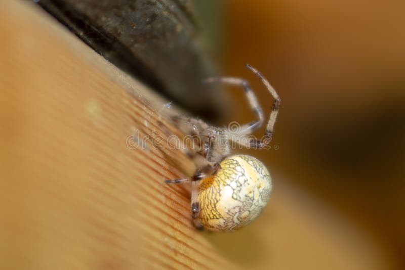 Spider close up stock photo. Image of fauna, detail - 137293804