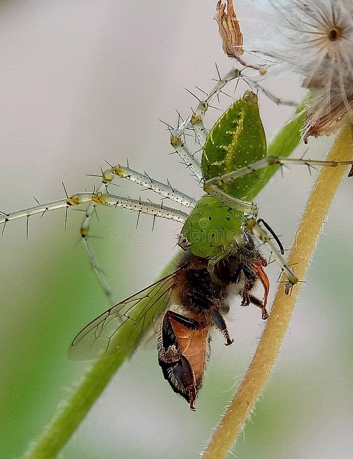 Spider with Big Catch Bee. Spider Hunting Bee. Spider Catch Insect ...