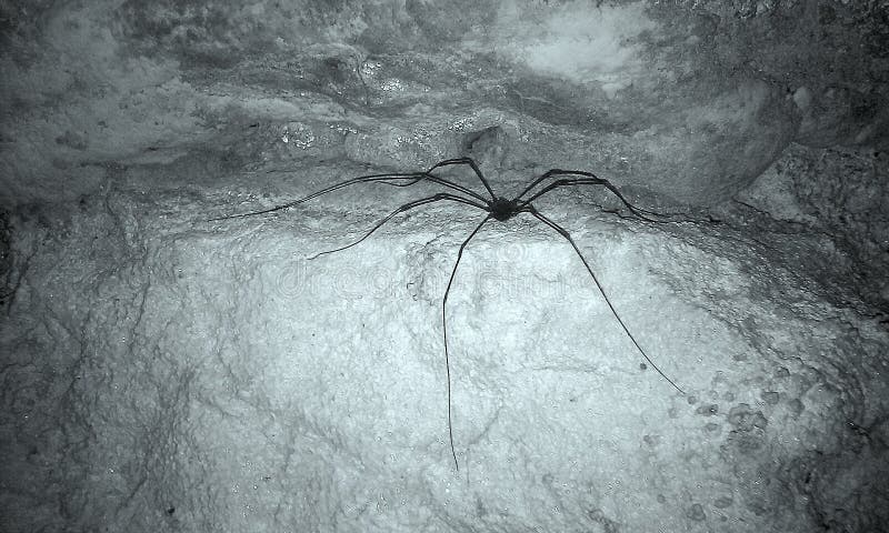 523 Spider Cave Photos - Free & Royalty-Free Stock Photos from Dreamstime
