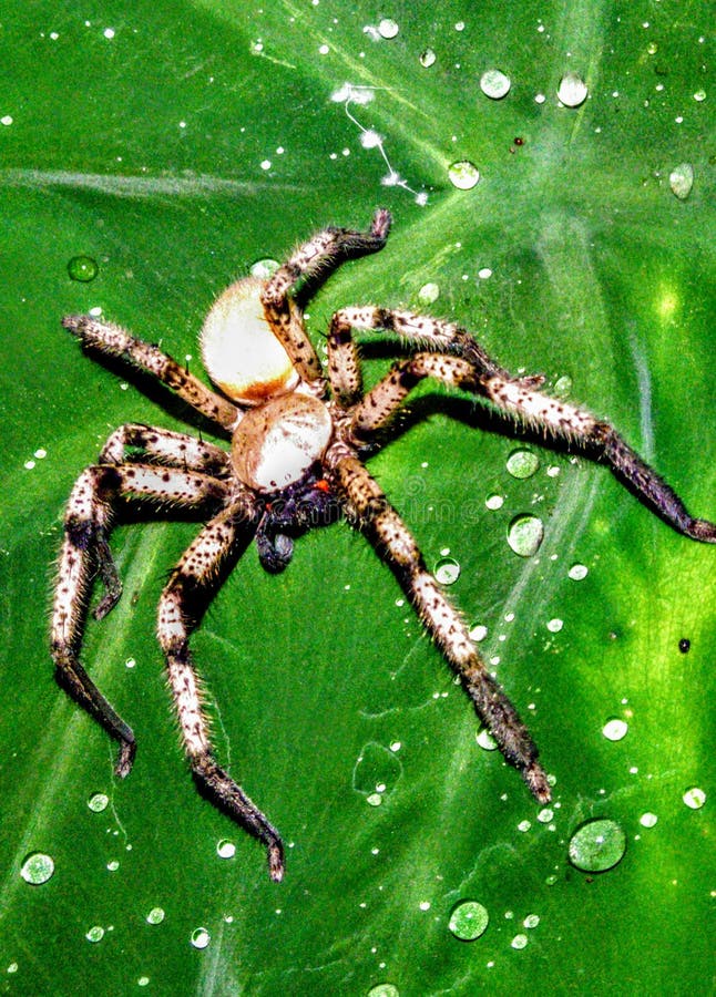 Spider stock photo. Image of denger, taluntala, spyder - 123201038