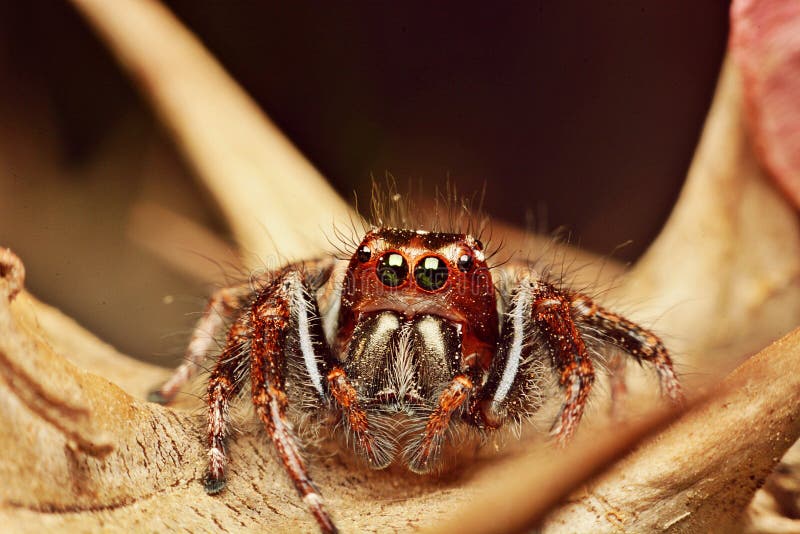 2,249 Big Fangs Photos - Free & Royalty-Free Stock Photos from Dreamstime