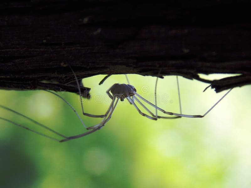 Spider stock image. Image of animal, bark, macro, tree - 99896625