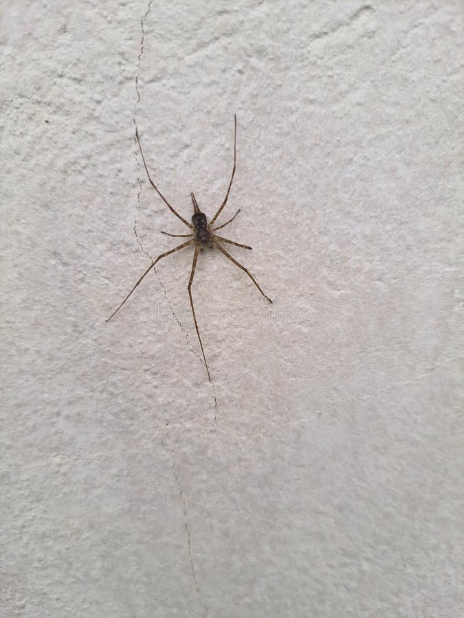 Spider with Big Paws on a Wall in the Wall Stock Photo - Image of paws ...