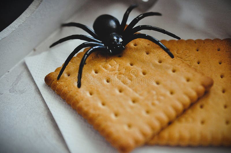 Spider on biscuits on tray stock image. Image of insect - 332026797