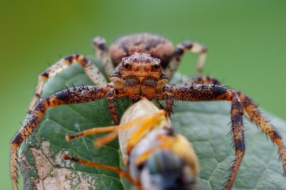 A pider with a posture stock image. Image of strong, wildlife - 30249475