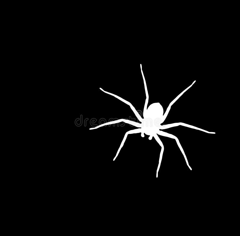Spider black stock photo. Image of screensaver, spider - 2047524