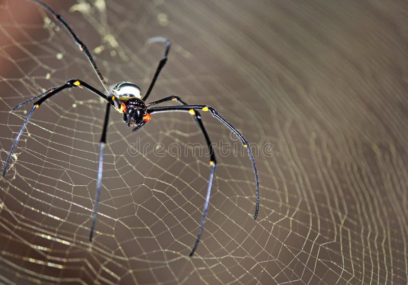 Spider, Black Widow, Red Back, Female Views Isolated on White Stock ...