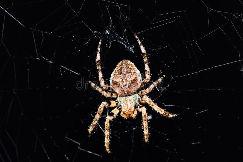 Spider on black background stock photo. Image of hairy - 72780520