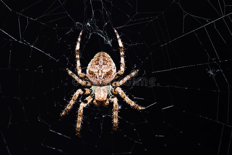 Spider on black background stock image. Image of wildlife - 72780831