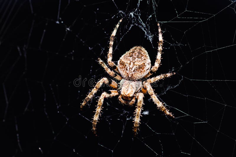 Spider on black background stock photo. Image of scary - 72780836