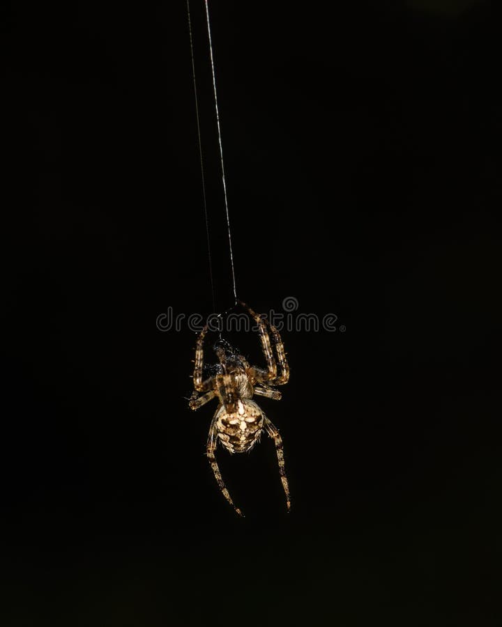 Spider on a Black Background Stock Image - Image of brown, nature ...