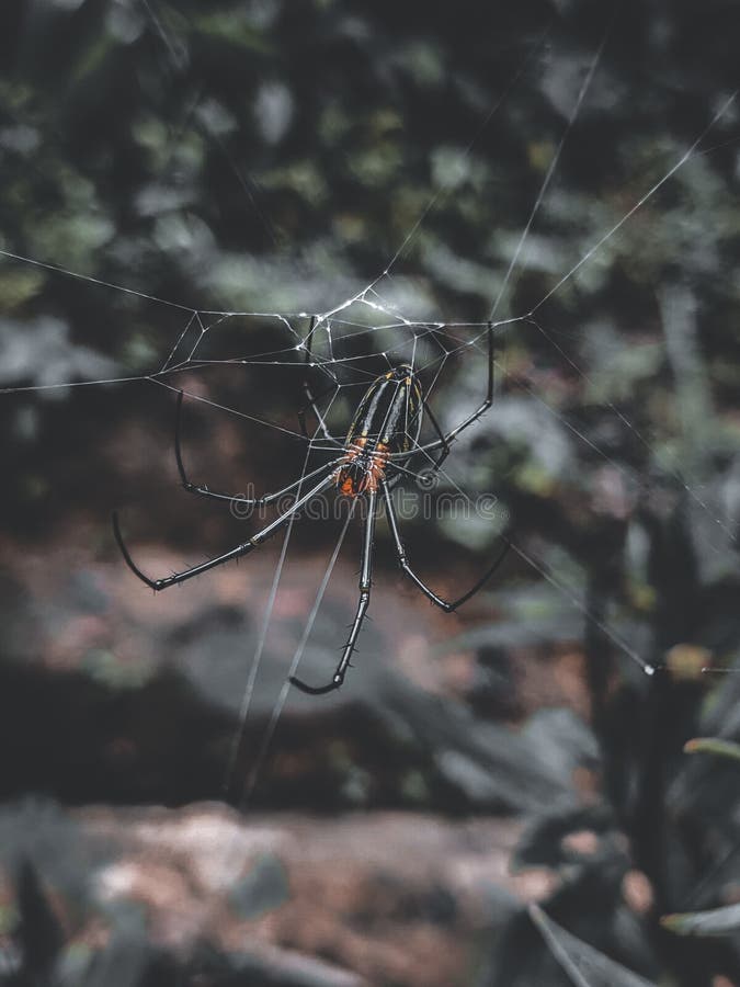 Spider black stock image. Image of frost, indonesia - 234382411